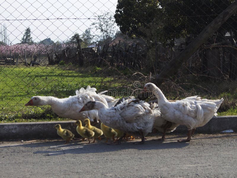 Group of White Geese Walking through a Road Stock Photo - Image of ...