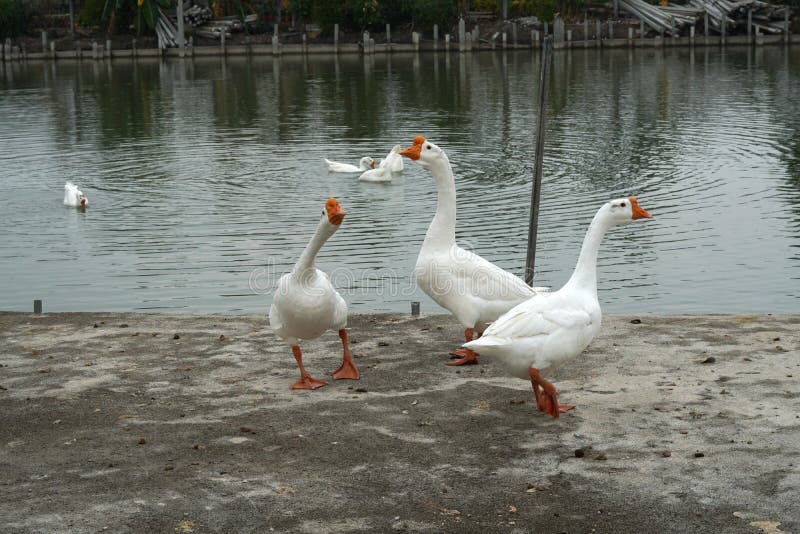The Group of White Goose Standing on Edge of the Pond and Some Swimming ...
