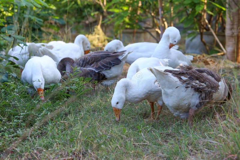 Group White Goose is Walking in Garden Stock Image - Image of farm ...