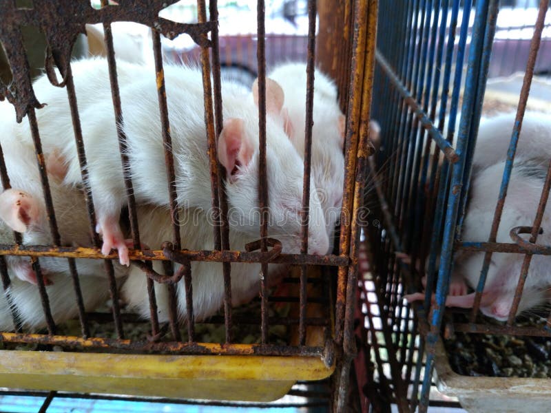 A Group of White Mice Sleeping in a Cage. Stock Photo - Image of ...