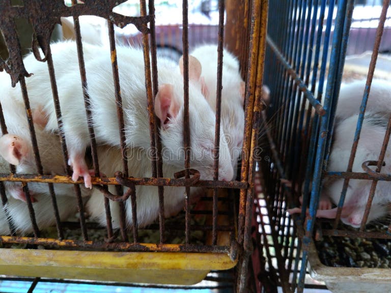 A Group of White Mice Sleeping in a Cage. Stock Photo - Image of ...