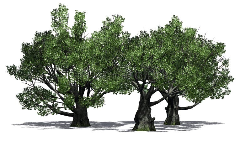 A Group of White Oak Trees with Shadow Stock Illustration ...