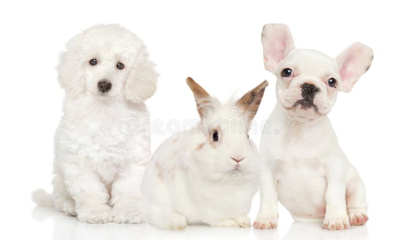 Bunny on a White Background Stock Photo - Image of primate, attentive ...