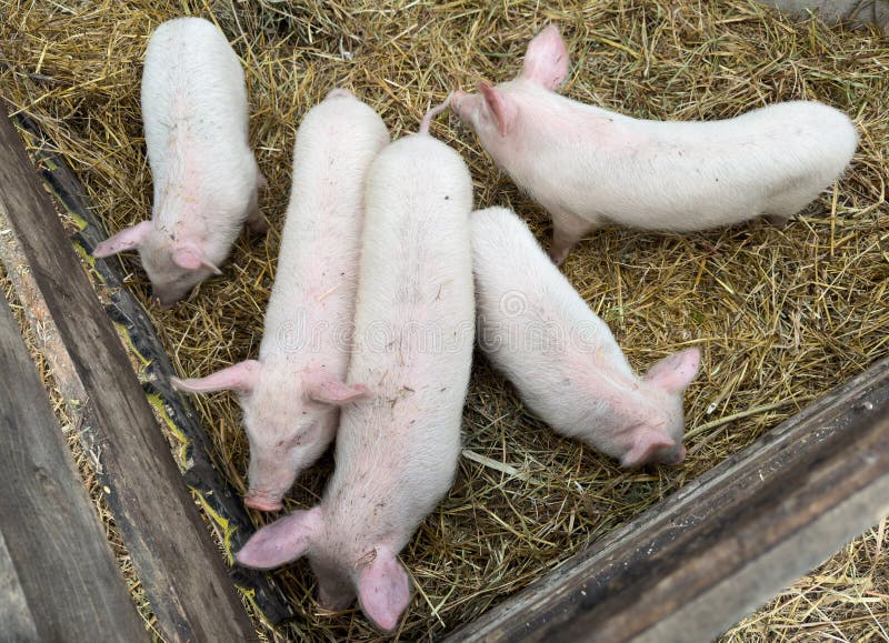 A Group of White Pigs are Eating Hay in a Pen Stock Photo - Image of ...