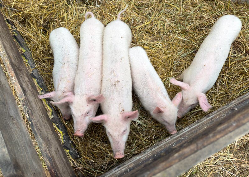 A Group of White Pigs are Eating Hay in a Pen Stock Photo - Image of ...