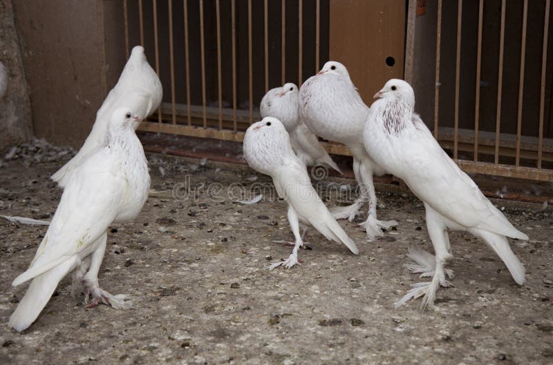 Group of White Pouter Pigeon Stock Image - Image of pouter, blue: 104469601