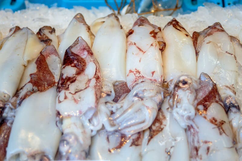 Group of White Raw Fresh Squid on Ice Stock Image - Image of fresh ...