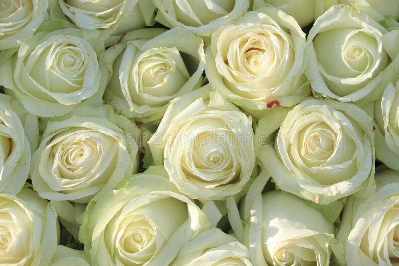 Group of White Roses, Wedding Decorations Stock Image - Image of ...
