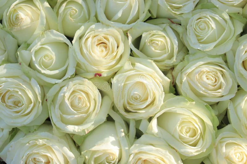Group of White Roses, Wedding Decorations Stock Image - Image of ...