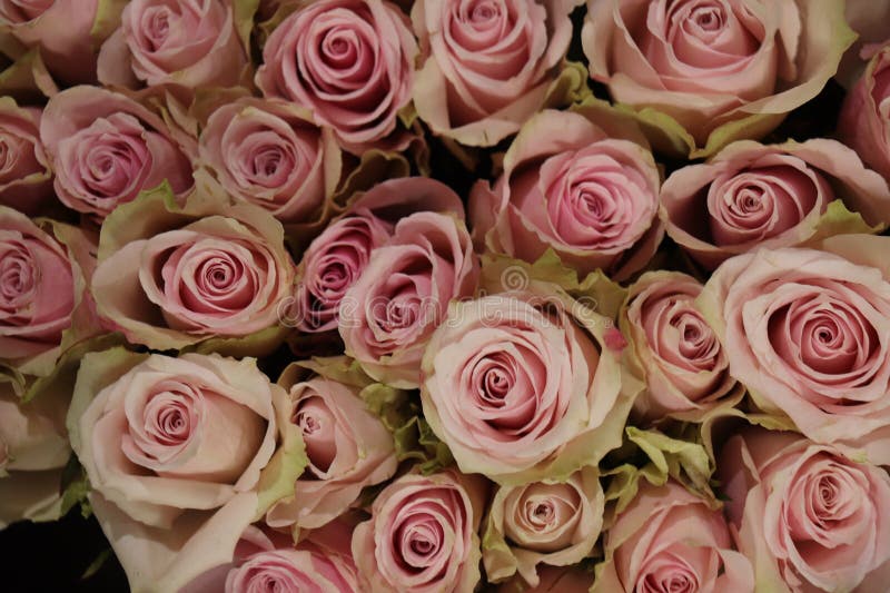 Group of White Roses, Wedding Decorations Stock Image - Image of bride ...
