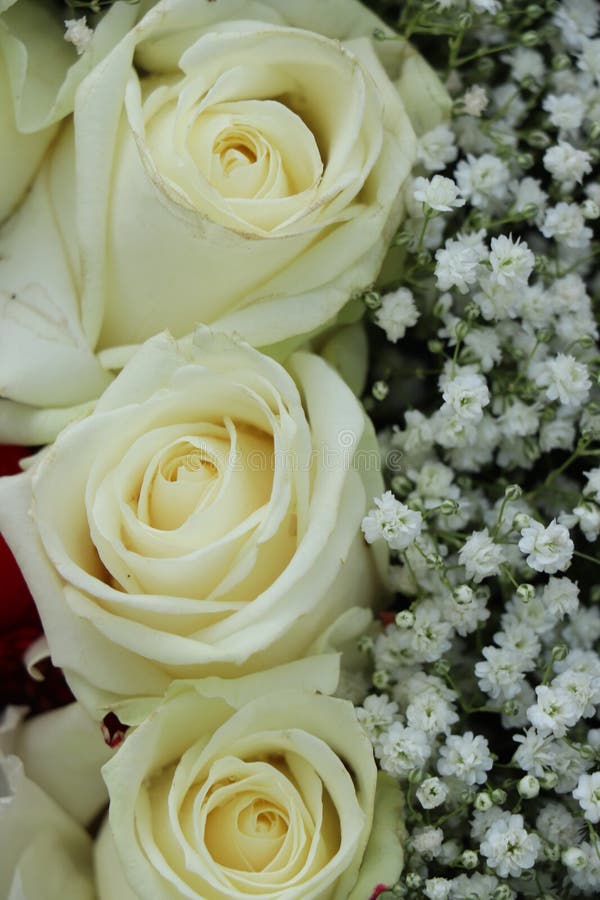 Group of White Roses, Wedding Decorations Stock Image - Image of ...