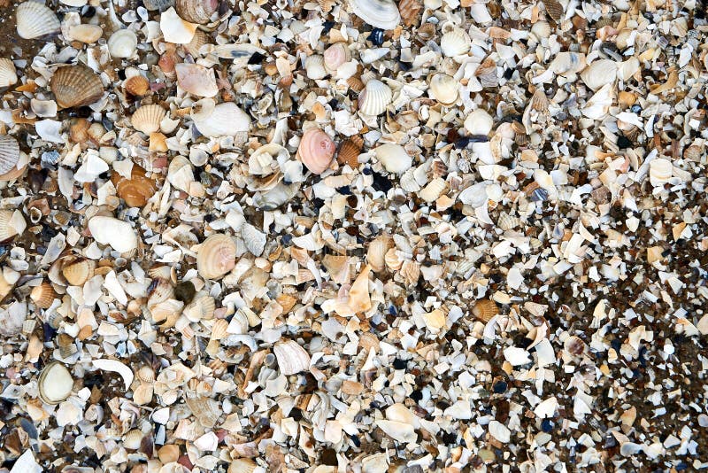 Group of White Sea Shells on Beach Stock Image - Image of starfish ...