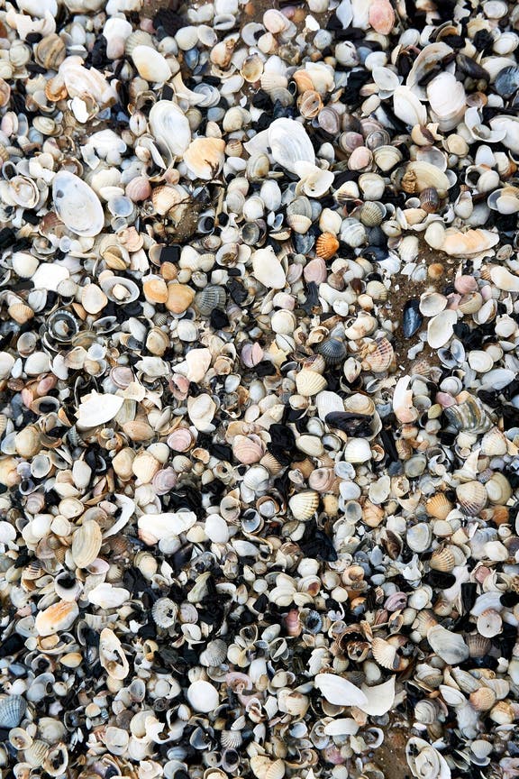 Group of White Sea Shells on Beach Stock Image - Image of elements ...