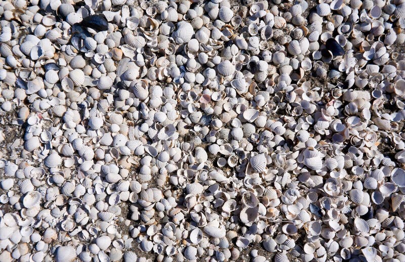 Group of white sea shells stock image. Image of pattern - 94945319