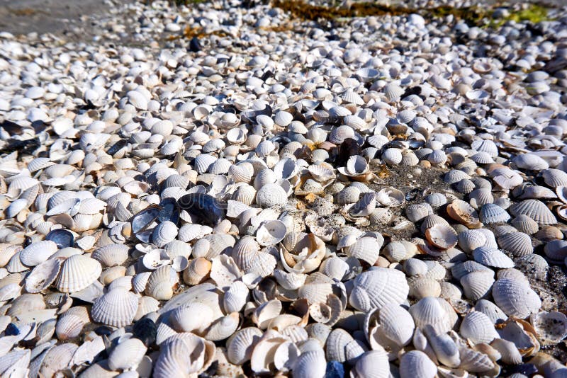 Group of white sea shells stock image. Image of summer - 95996553