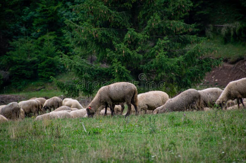 Group of White Sheep Grazing in a Lush Green Field Stock Image - Image ...