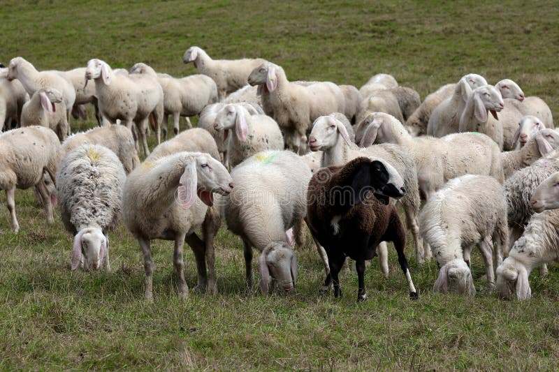 Sheep and One Brown Sheep Grazing in a Hilly Meadow Stock Image - Image ...