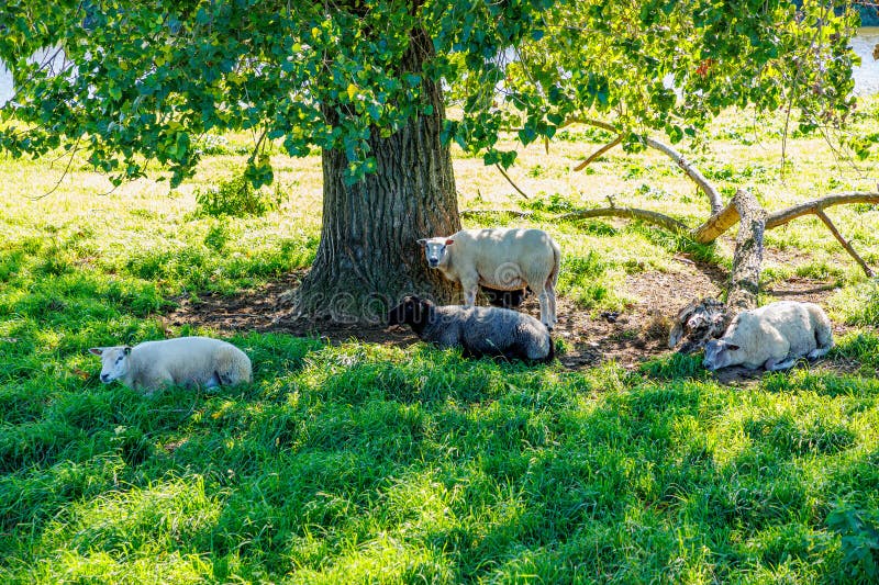Group of White Sheep Sheltering from Sun Under a Tree in Maasvallei ...