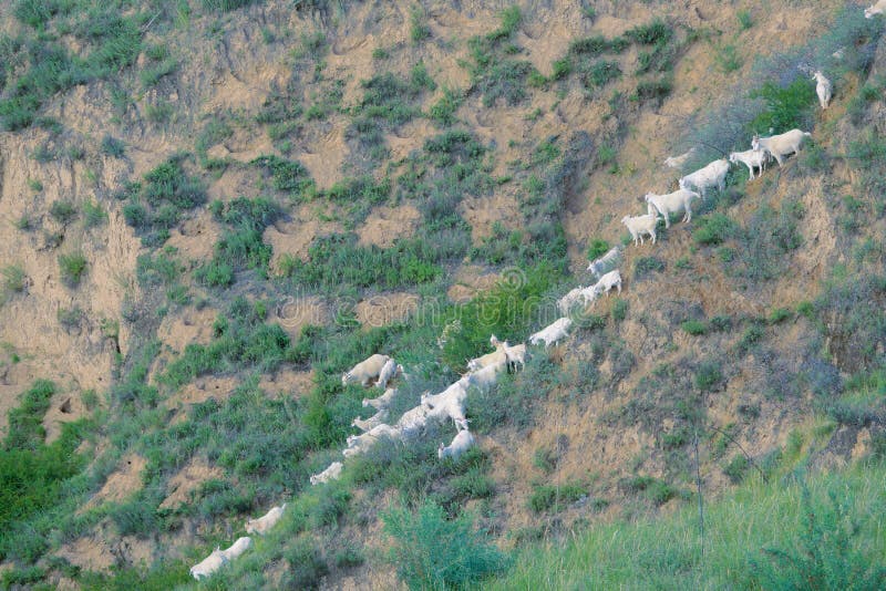 Sheeps on slope stock photo. Image of animals, hills - 189163074