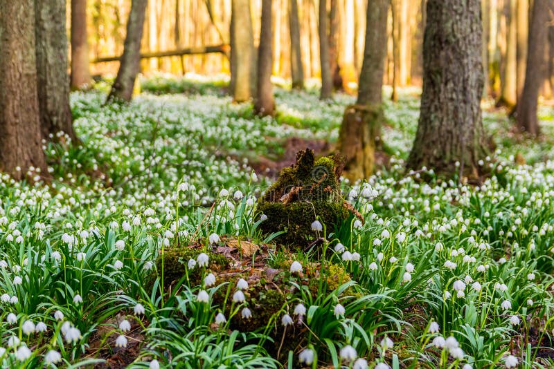 Group of White Spring Snowflake Leucojum in Forest with Trees Stock ...