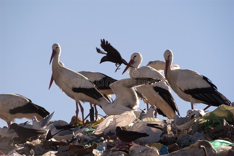 White Stork in the Garbage, Ciconia Ciconia Stock Image - Image of ...