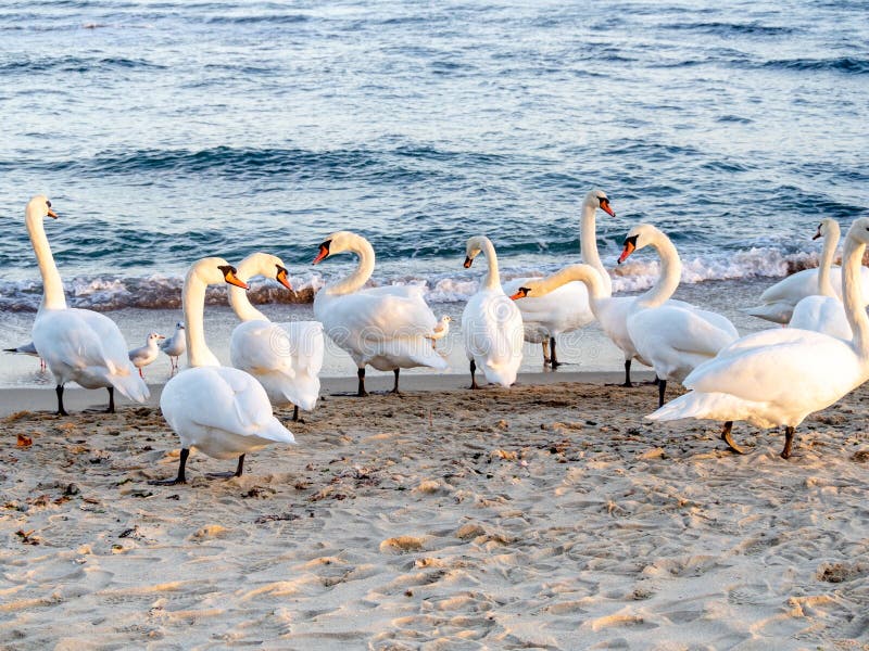Two Swans in the Sea by the Beach Stock Image - Image of adriatic ...