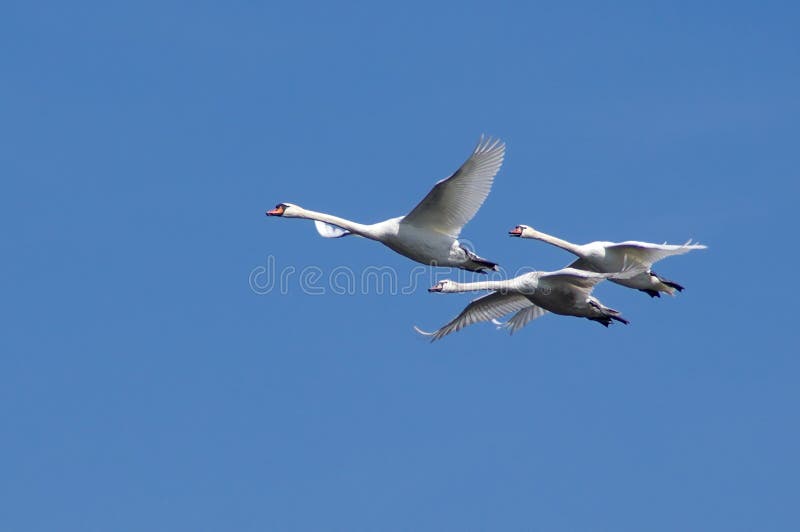 Swans flying stock image. Image of migration, swan, formation - 116025833