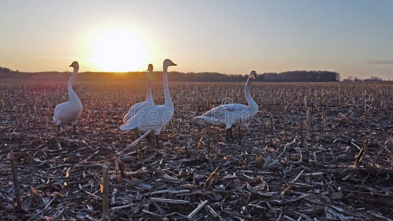 A Group of White Swans in the Harvested Corn Field Against the Backdrop ...