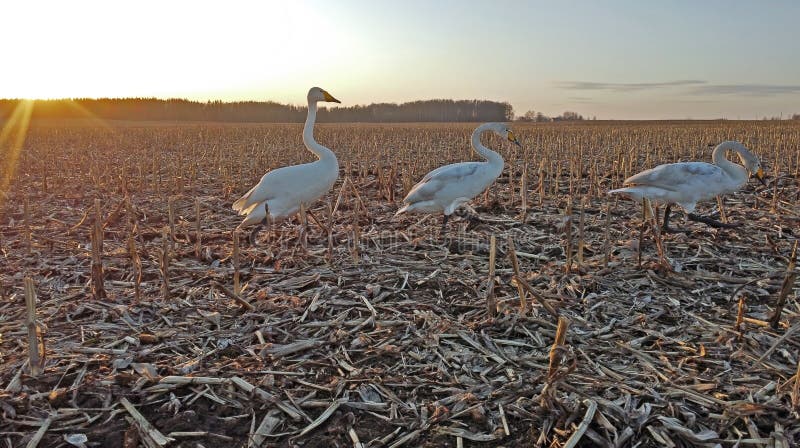 A Group of White Swans in the Harvested Corn Field Against the Backdrop ...