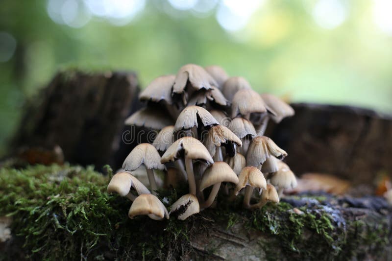 Group of White Toadstools Growing in a Bushy Outdoor Environment Stock ...