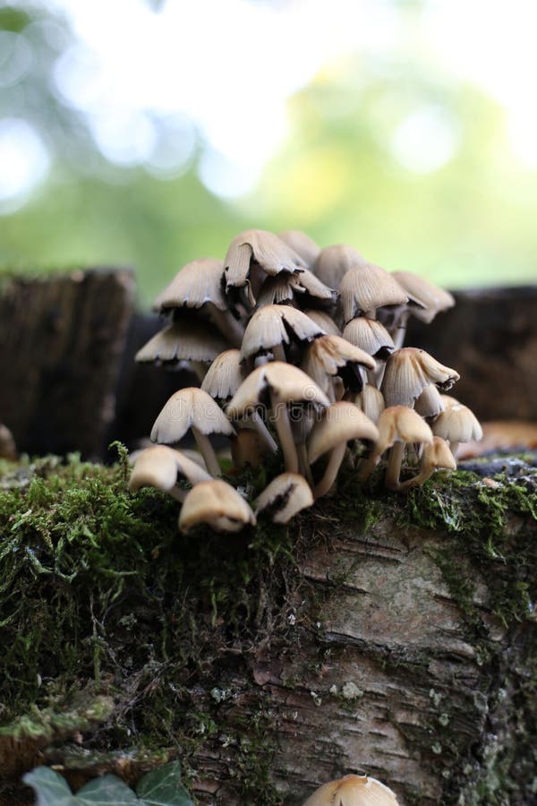 Group of White Toadstools Growing in a Bushy Outdoor Environment Stock ...
