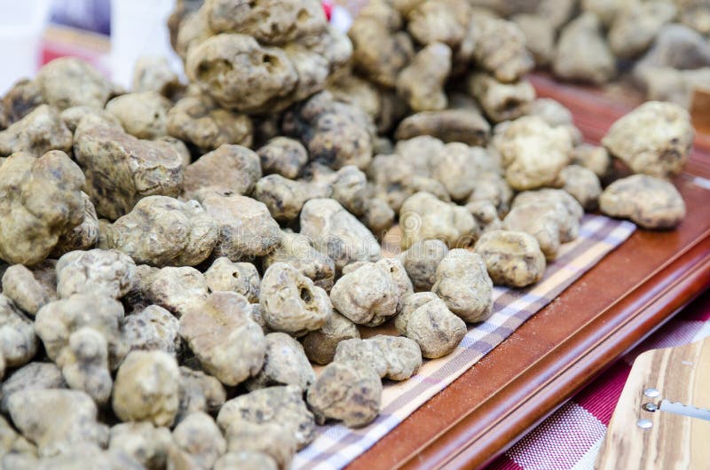 White Truffles stock photo. Image of nature, agriculture - 3330404