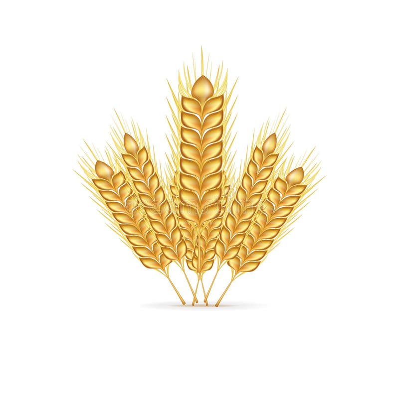 Barley Grains Design Stock Illustrations – 1,017 Barley Grains Design ...