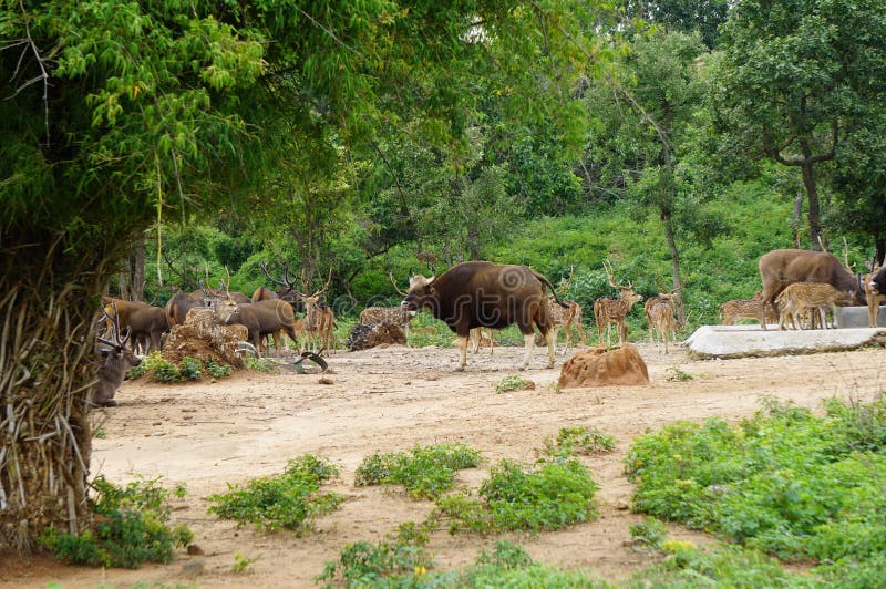 Group of wild animals stock image. Image of animals, wild - 95703617