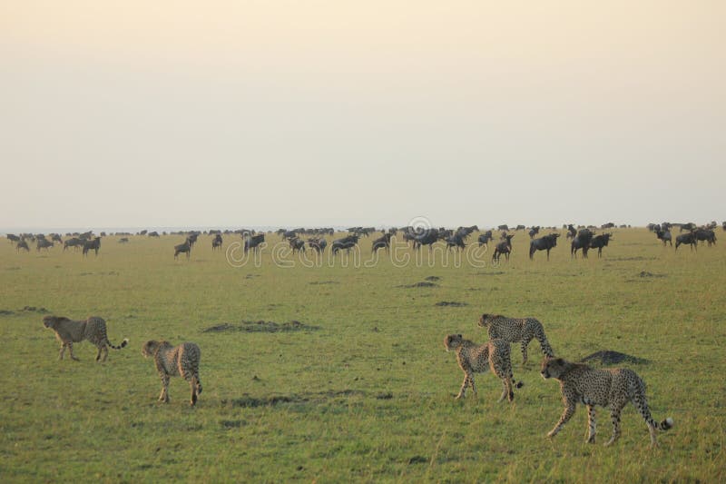 Group of Wild Animals on a Wide Open Grassy Plain, Exploring the ...