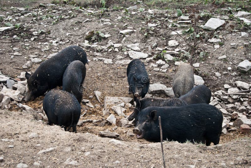 Group of wild boars stock photo. Image of boar, group - 60847784