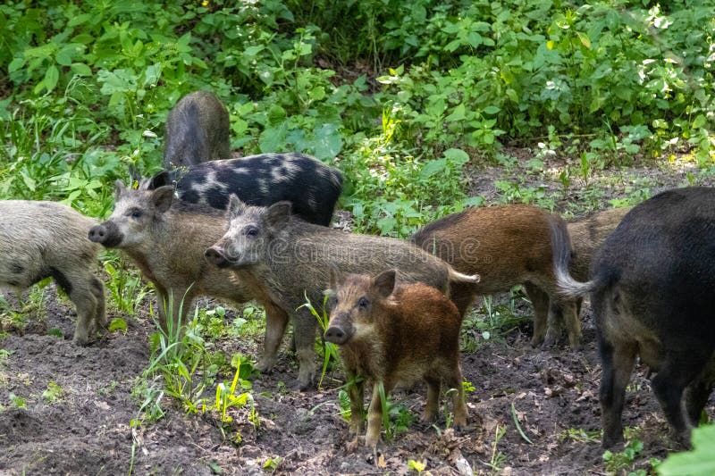 A Group of Wild Boars, Including Juveniles, Forage in a Forest Clearing ...
