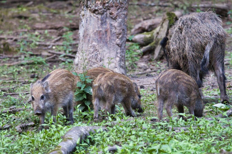 Group of Wild Boars, Including Piglets, Foraging in a Forested Area ...