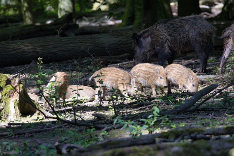 Group of Wild Boars with Piglets Foraging in a Forest during Daytime ...