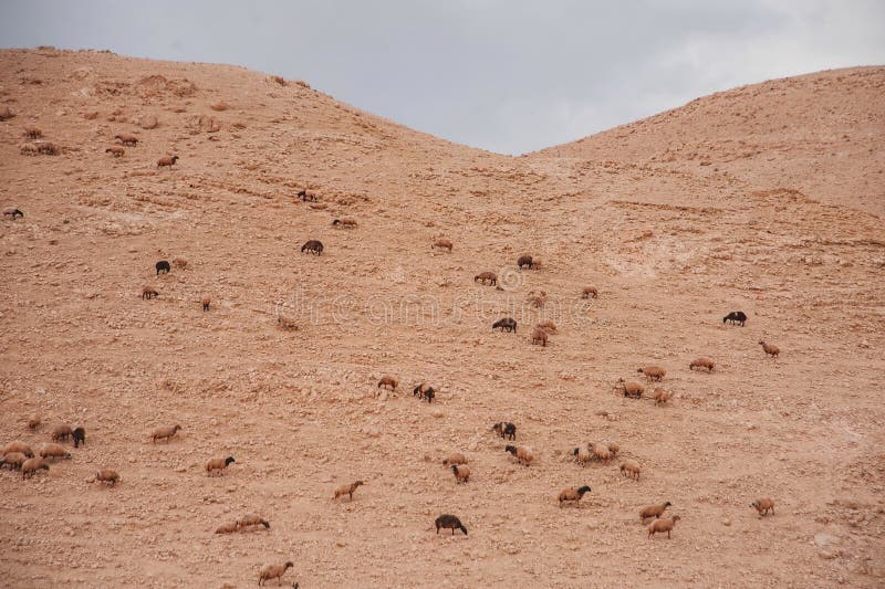 A Group of Wild Boars in the Sahara Desert, Morocco. Stock Image ...
