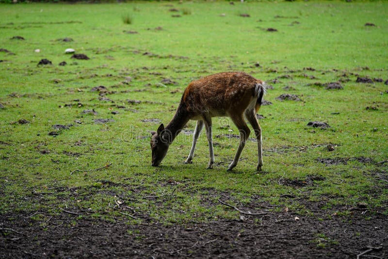 Deers in Denmark stock image. Image of female, fauna - 297310883