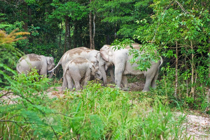 Group of wild elephant stock image. Image of majestic - 29399487