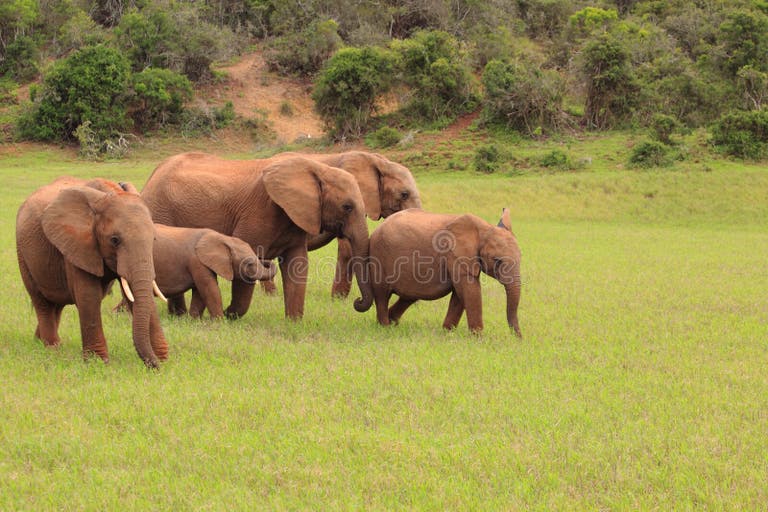 Group of Wild Elephants Africa Stock Photo - Image of addo, africa ...