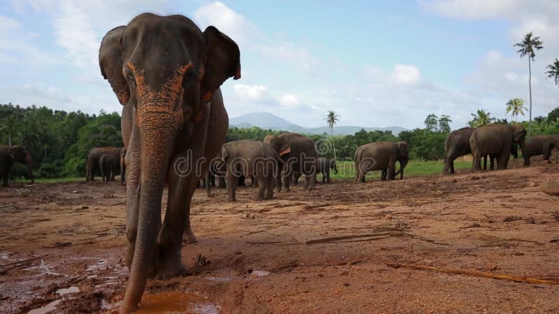 Group of wild elephants stock footage. Video of park - 75965836