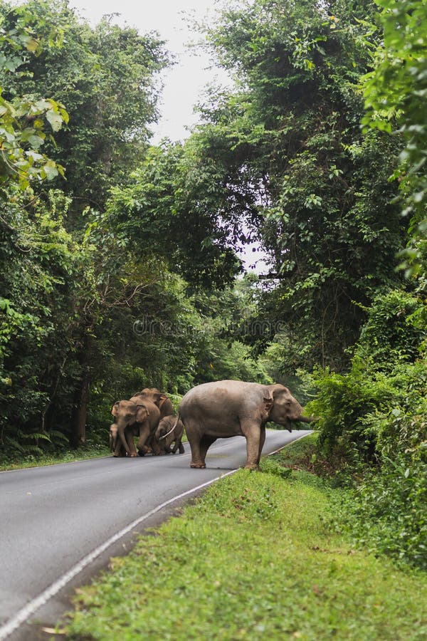 Group of Wild Elephants Walking Across the Road National Park. Stock ...