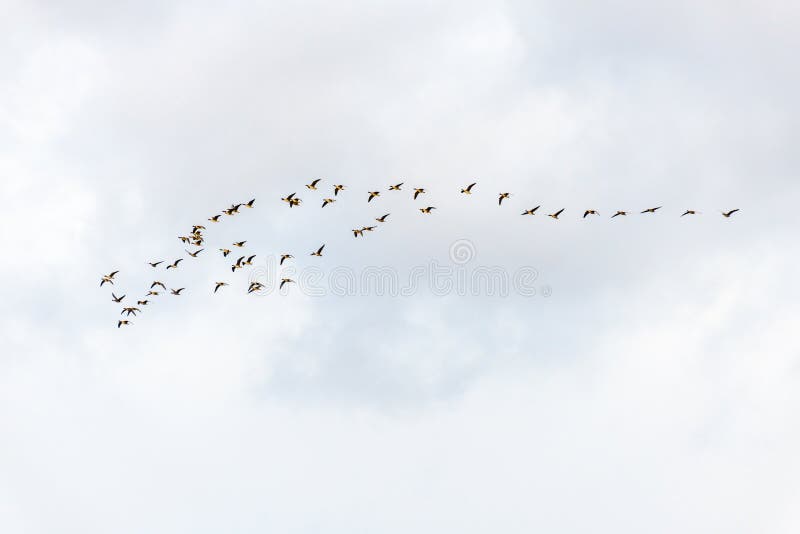 Group of Wild Geese in Flight Over the Plain Stock Photo - Image of ...