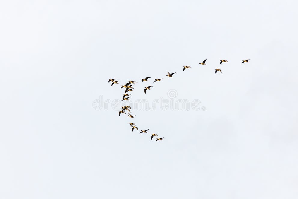 Group of Wild Geese in Flight Over the Plain Stock Photo - Image of ...