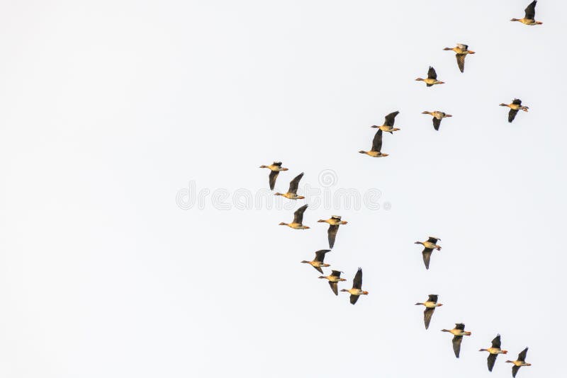 Group of Wild Geese in Flight Over the Plain Stock Image - Image of ...