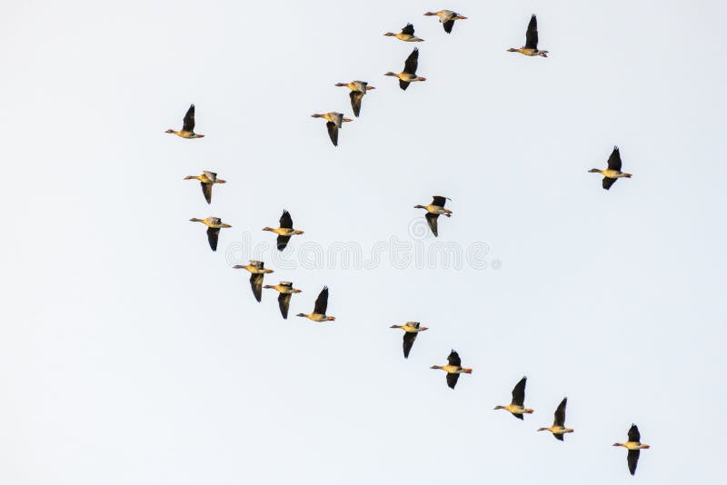 Group of Wild Geese in Flight Over the Plain Stock Image - Image of ...