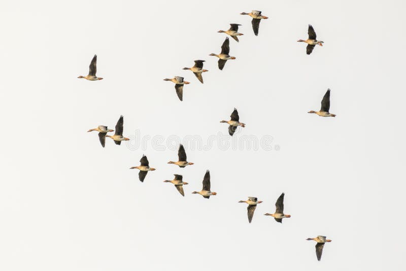 Group of Wild Geese in Flight Over the Plain Stock Image - Image of ...